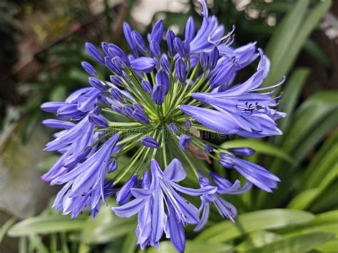 Blue Blossom Lily Stock Image Image Of Flower Highland 377176191