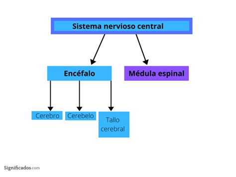 Sistema Nervioso Central Qu Es Funciones Y Partes Significados Hot Sex Picture