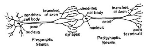 Biological Neural Network Download Scientific Diagram