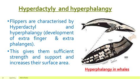 Aquatic Adaptations In Mammals By Brijesh Singh Msc Ii Yearpptx