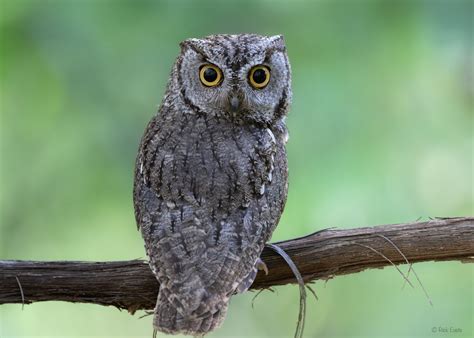 Western Screech Owl A Close Encounter With One Of The West Flickr