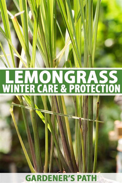 Lemongrass How To Grow It And Use It The Prairie Homestead