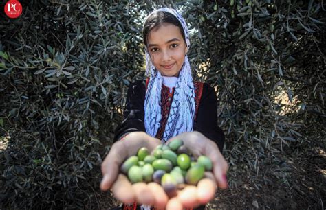 Olive Harvest Season In Palestine Shoah