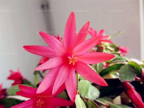 假昙花图片 室内观赏的假昙花图片大全 花卉网