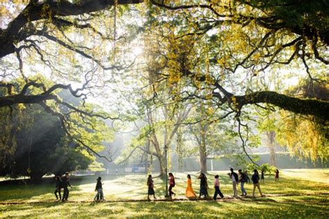 පේරාදෙණිය සරසවිය රන්වන් පැහැයෙන් හැඩ කළ මල් වැල් ලංකාවට ආවේ කොහොමද Bbc News සිංහල