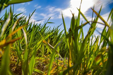 Green Grass Free Stock Photo Public Domain Pictures