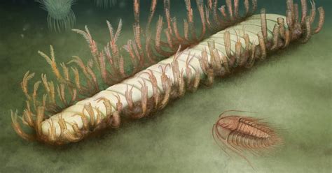 Fossil Reveals Ancient Seafloor Communities The Sun Bulletin