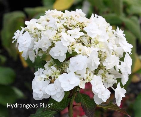 Hydrangeas Plus