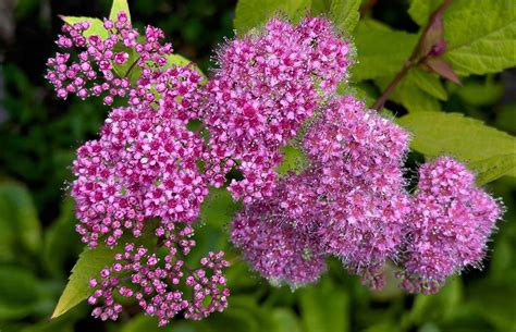 Spiraea Japonica Japanese Spirea American Gardener