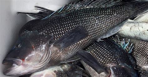 Black Sea Bass Fishing Regulations For 2024
