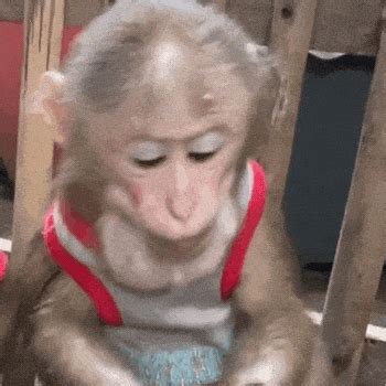 穿着红灰衣服的小猴子一脸认真呆萌可爱 大学生都爱用的表情包表情包图片gif动图 求表情网 斗图从此不求人