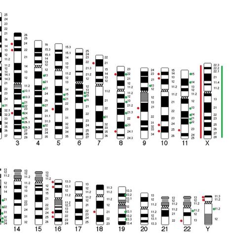 Detailed Illustration Of Detected Copy Number Variations Mapping To Download Scientific