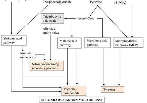 A Simplified General Overview Of The Biosynthetic Pathways Involved In
