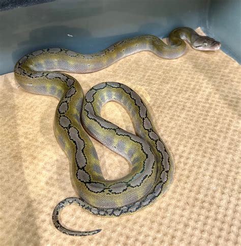 Platinum Motley Het Anery 50 Het Purple Albino 25 Jampea Dwarf 2022