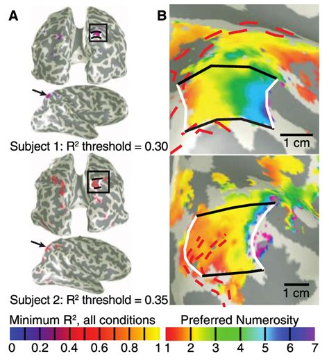 7 Topographical Representation Of The Numerosity A The Model By Download Scientific Diagram