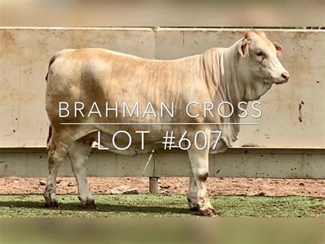 Brahman Cross Jandj Cattle Co