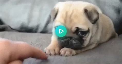 Im Gonna Getcha  On Imgur