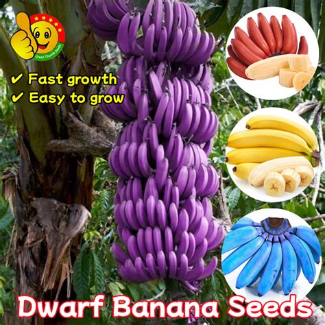 100 Fresh 50pcs Seeds Delicious Dwarf Banana Fruit Seeds Easy To Grow