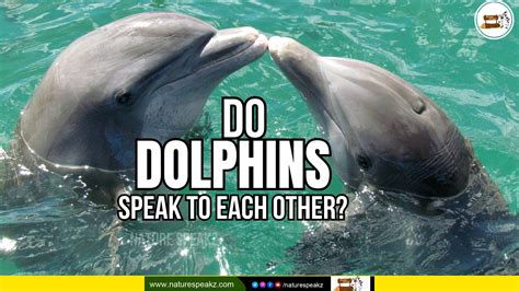 Do Dolphins Speak To Each Other Amazing Facts And Details