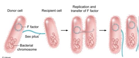 Uworld Biology Flashcards Quizlet
