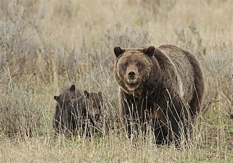 A Bad Day In Bear Country Outside Bozeman