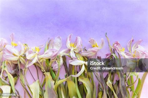 보라색 그라데이션 컬러 배경 부드러운 핑크 튤립 말라 텍스트를 위한 공간입니다 엽서 템플릿입니다 디자이너에 대 한 조롱 3월에 대한 스톡 사진 및 기타 이미지 Istock