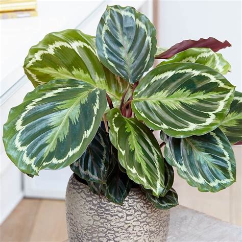 Calathea Care Guide Everything You Need To Know — Plant Care Tips And