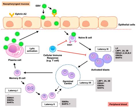 Nasopharyngeal Carcinoma Ebv
