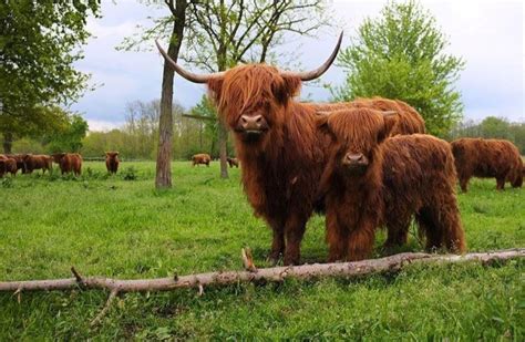 Visinsko škotsko Govedo