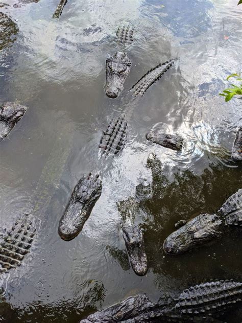 Wild Encounters And Thrills A Memorable Date At Gatorland Orlando