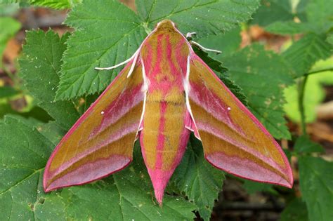 Giant Moth Species Uk