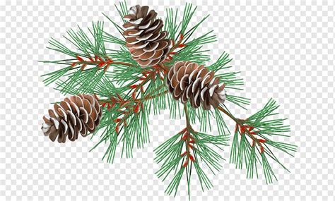Картинка ветка сосны с шишкой на прозрачном фоне