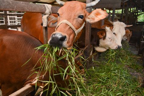 Lumpy Skin Disease Outbreak In Namibia Proagri