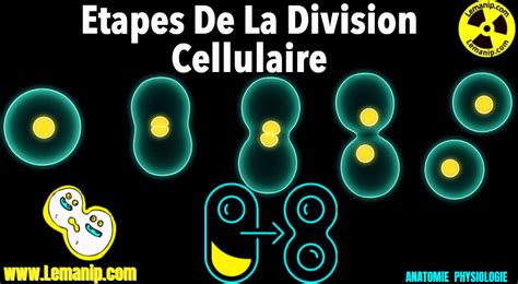 Les étapes De La Division Cellulaire