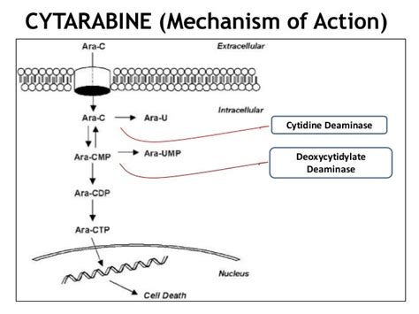 Cytarabine