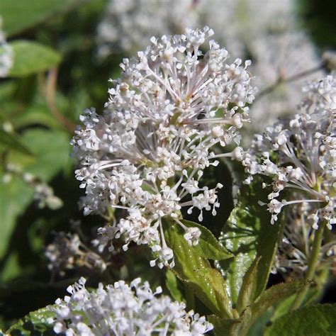 Red Root Ceanothus Americanus Village Herbals