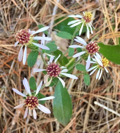 Asteraceae Astermisc Monflora