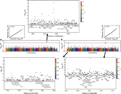 家犬的复杂疾病和表型作图。 Nature Communications X Mol
