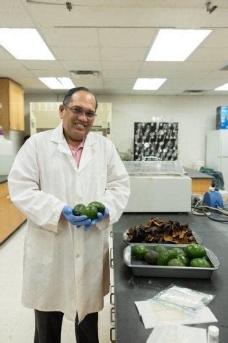 Can Avocado Peels Help Curb A Plastic Waste Problem South Dakota
