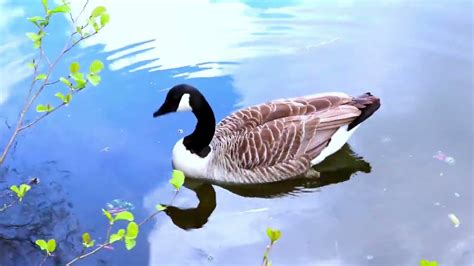 Canadian Goose කැනේඩියානු පාත්තයා Youtube