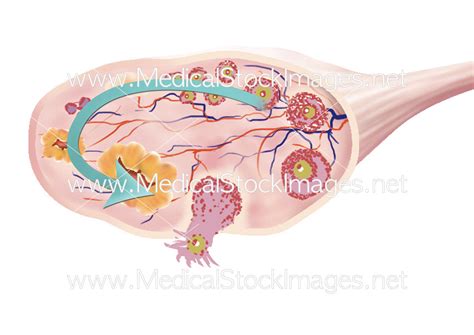 Oocyte Maturation Medical Stock Images Company