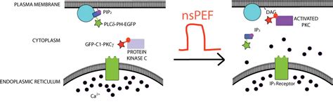 Nanosecond Pulsed Electric Fields Activate Intracellular Signaling Pathways