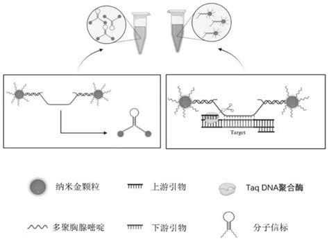 一种依赖于纳米金颗粒的可视化pcr方法