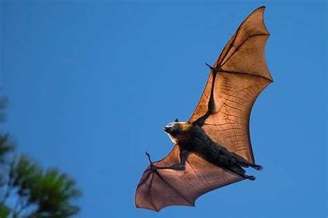 Flying Foxes The Largest Bats In The World