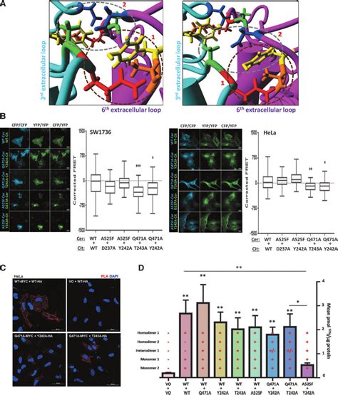 A Detailed Examination Of The Primary Putative Dimerization