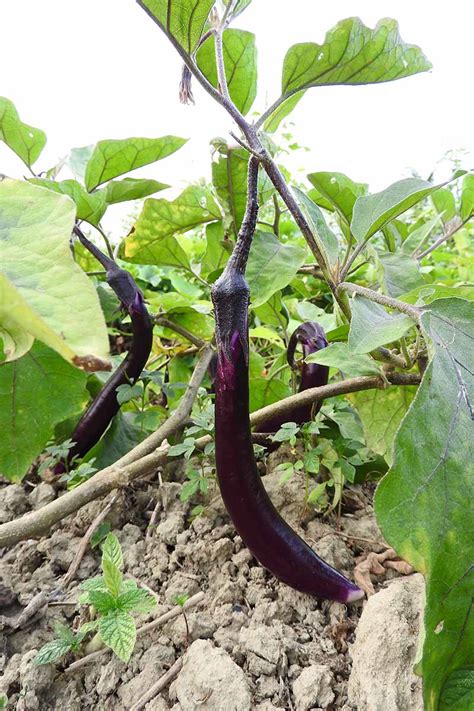 21 Of The Best Japanese Eggplant Varieties Gardeners Path