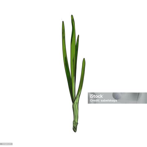 양파 스케치 스타일 벡터 일러스트 레이 션의 손으로 그린 녹색 새싹 건강한 식생활에 대한 스톡 벡터 아트 및 기타 이미지