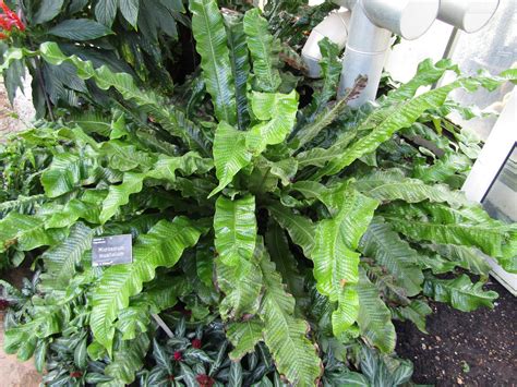 Microsorum Musifolium Rhs Wisley Gardens Near Ripley Surr… Flickr