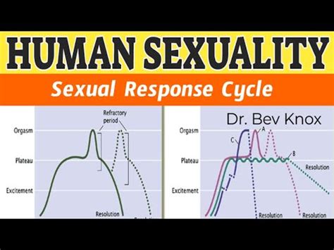 Your Body During Sex The Sexual Response Cycle Sex Education YouTube