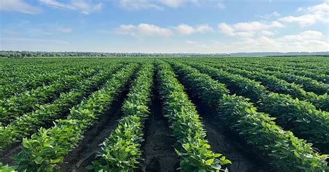 Nitrogen And Sulfur Applications In Soybean